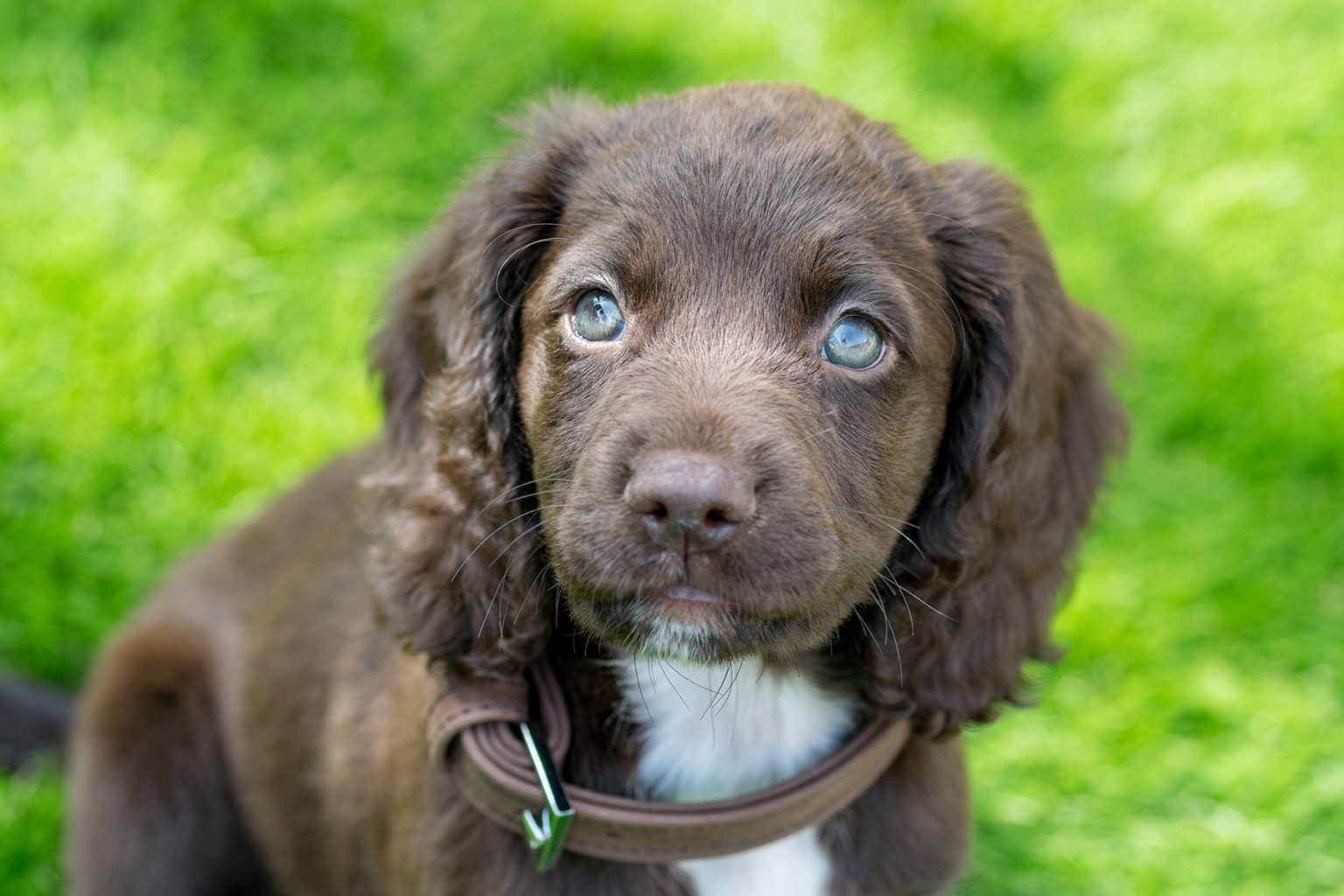 What is a Sprocker Spaniel? - Wags Dog Care